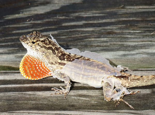 Cuban brown anole | Project Noah
