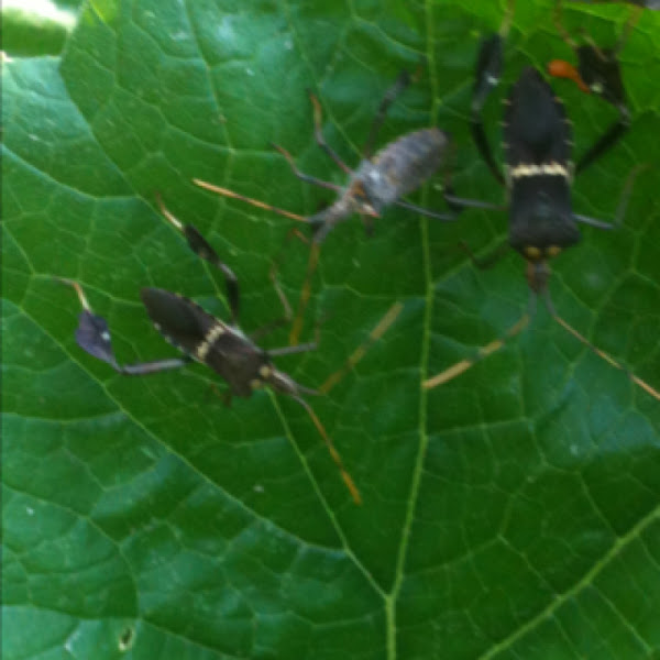 Leaf-footed Bug | Project Noah