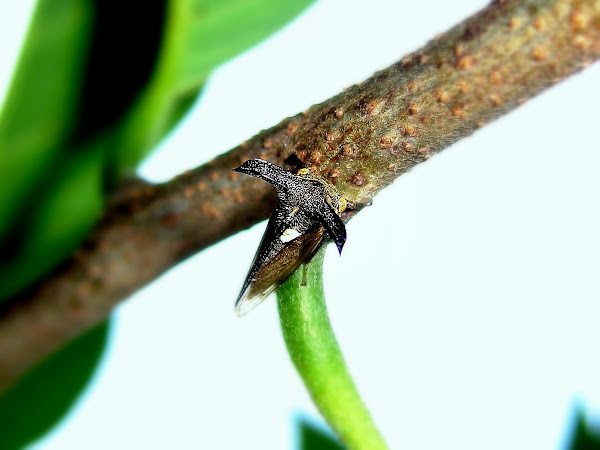 Thorn Mimic Treehopper | Project Noah