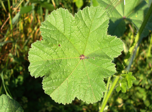 Common Mallow / Crni sljez | Project Noah