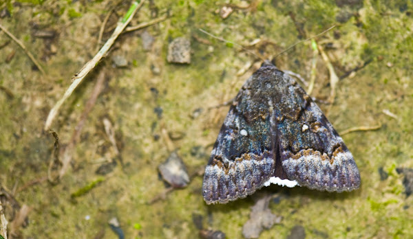 Epione Underwing | Project Noah