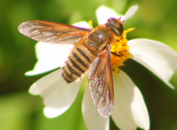 Bee Fly | Project Noah