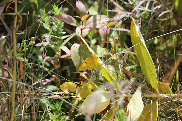 Clouded Sulphur | Project Noah