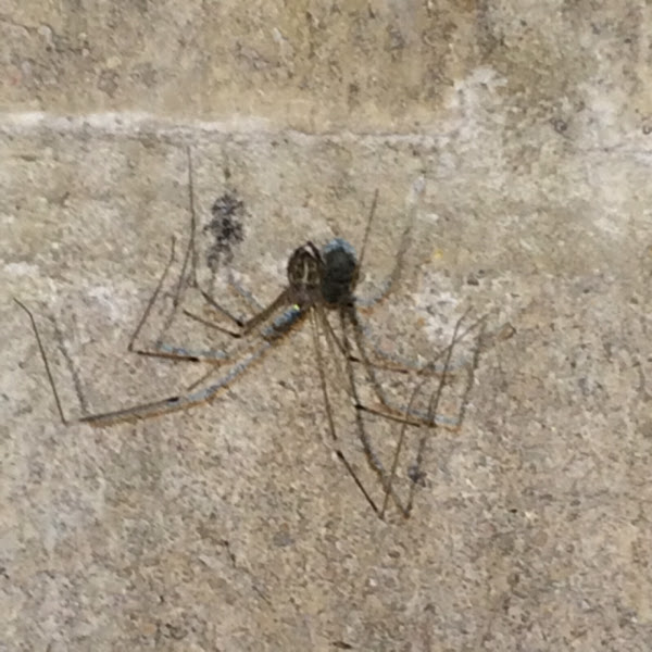 Tailed Cellar Spider | Project Noah