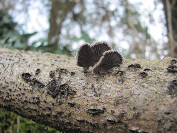 Split Gill | Project Noah