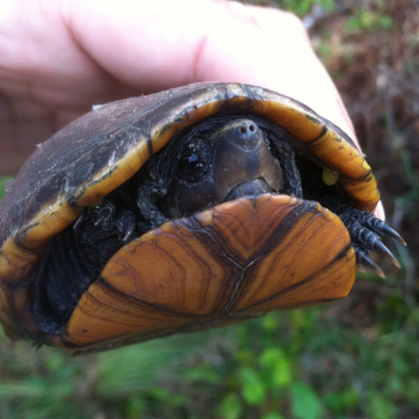 Three-striped Mud Turtle | Project Noah