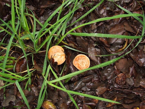 Yellowdrop Milkcap | Project Noah