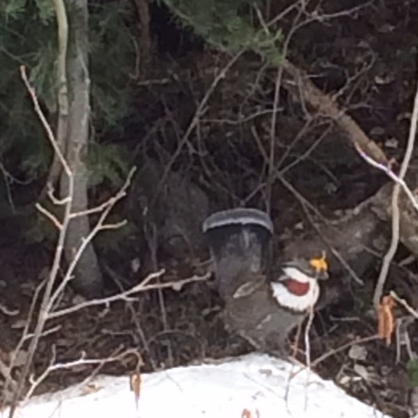 Dusky Grouse | Project Noah
