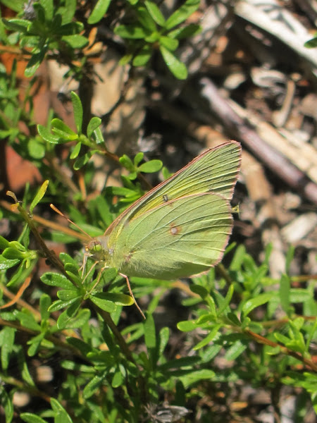 Clouded Sulphur | Project Noah