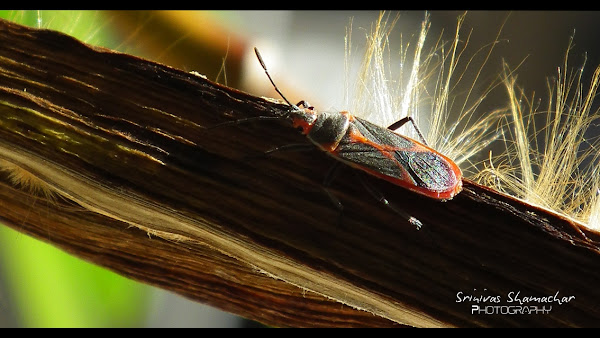 boxelder bug | Project Noah
