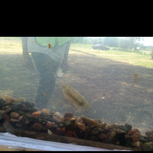 Leech | Project Noah