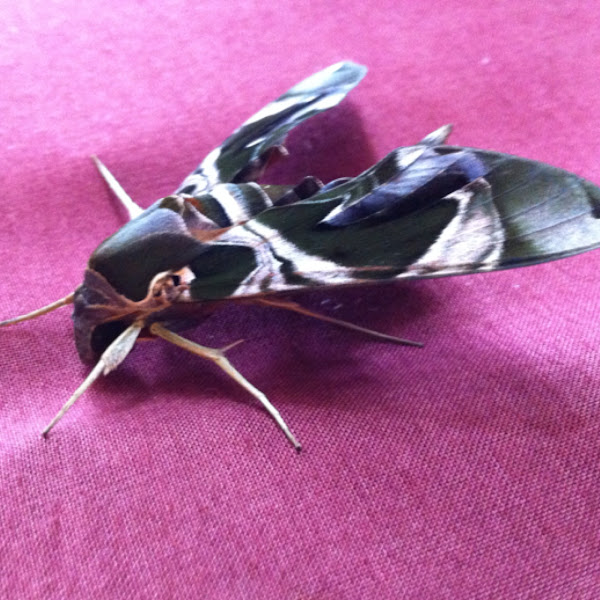 Oleander Hawk Moth | Project Noah