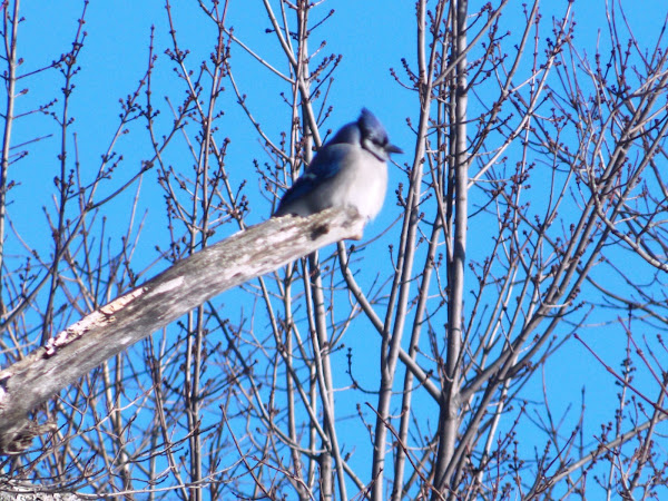 Sugar Maple | Project Noah
