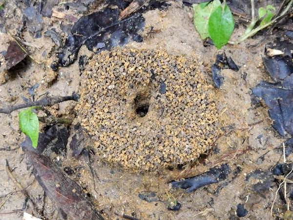 Ant hill | Project Noah