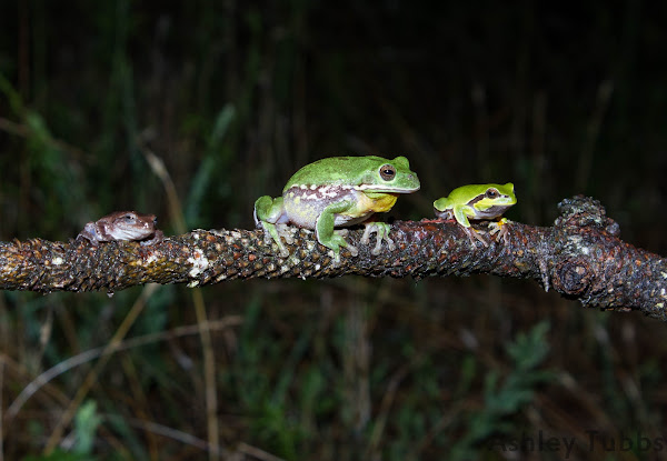 Barking Tree Frog | Project Noah