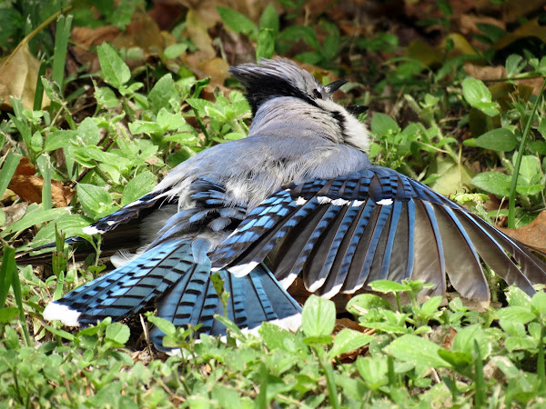 Blue jay | Project Noah
