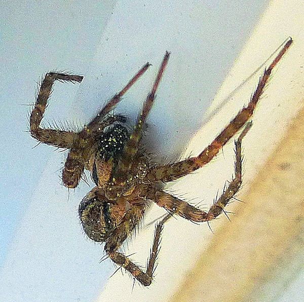 Grass spider | Project Noah