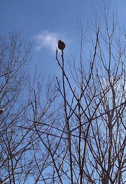 Midge (Willow Pine Cone Gall) | Project Noah