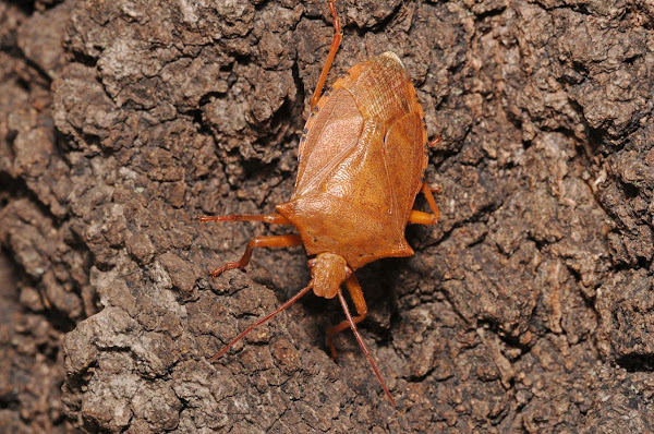 Predatory stink bug | Project Noah