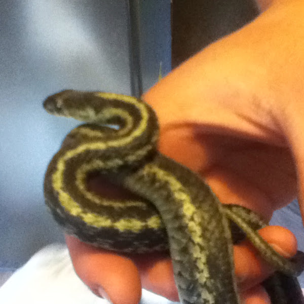 Garter snake | Project Noah