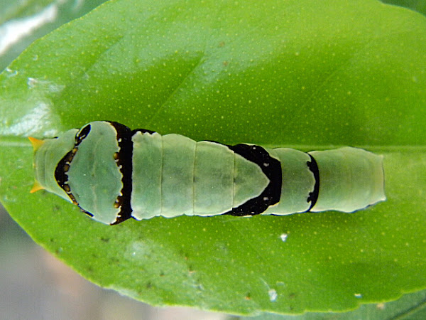 ambrax swallowtail caterpillar | Project Noah