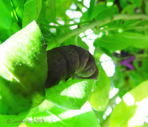 Big brown caterpillar | Project Noah