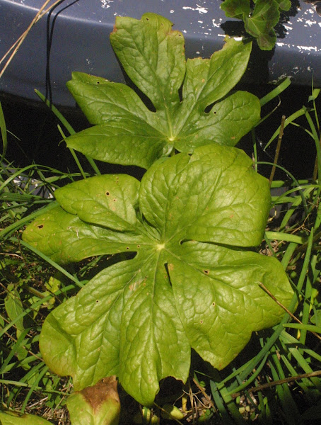 Mayapple | Project Noah