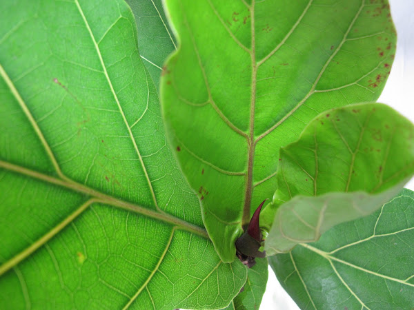 Fiddle-leaf Fig | Project Noah