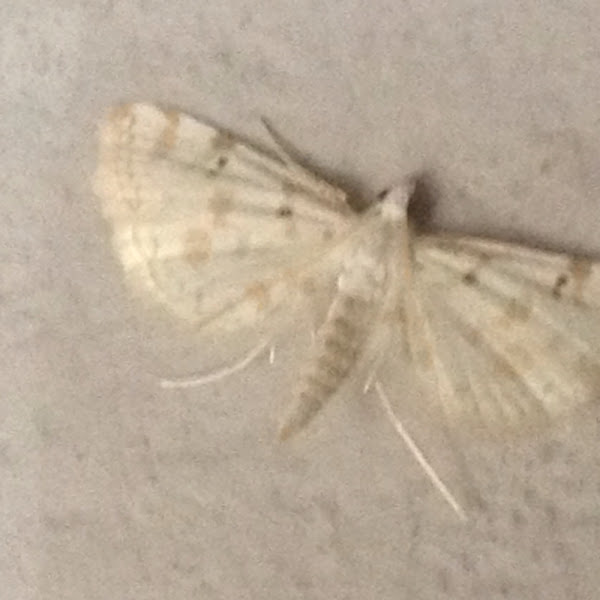 Rice Caseworm | Project Noah