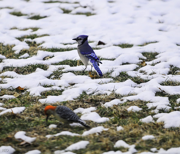 Blue Jay | Project Noah