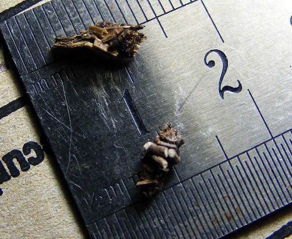 Case Moth | Project Noah