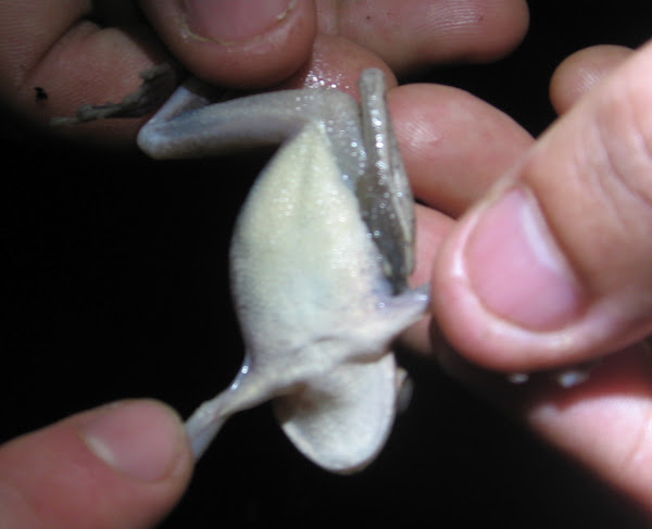 Drab Treefrog | Project Noah