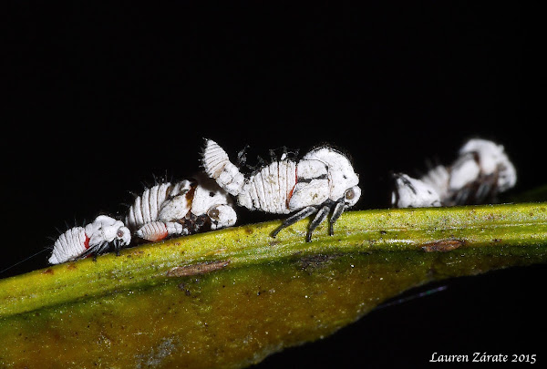 Treehoppers & Nymphs | Project Noah