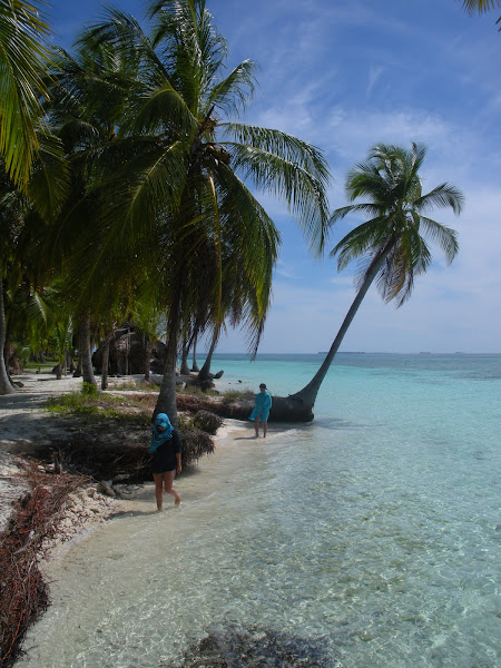 Coconut Palm | Project Noah