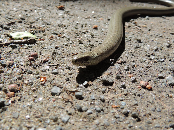 Slow worm | Project Noah
