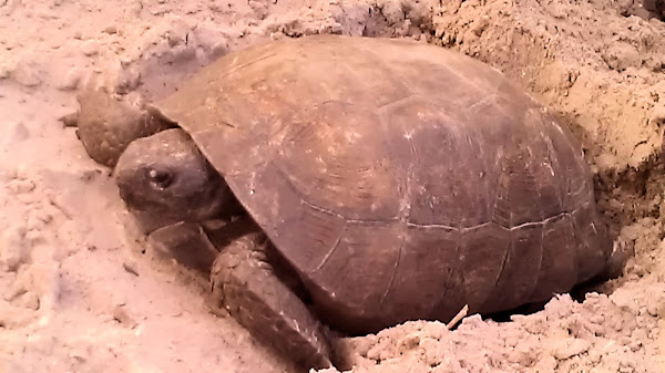 Gopher tortoises | Project Noah