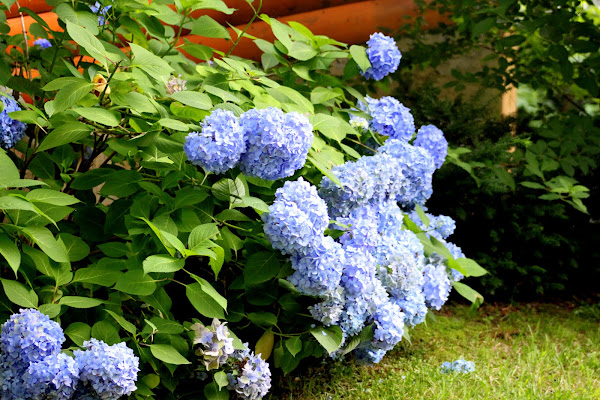 Hydrangea | Project Noah