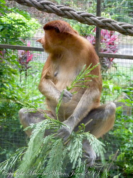 Proboscis Monkey | Project Noah