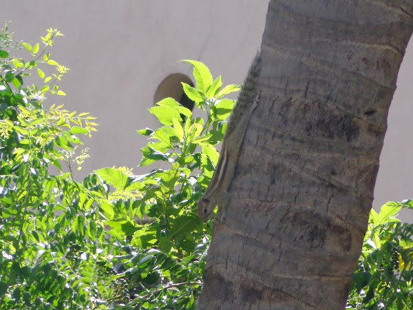 Indian palm squirrel | Project Noah