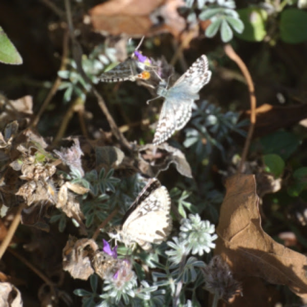 Common Checkered Skipper | Project Noah
