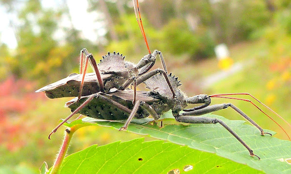 Wheel Bugs (Coupling) | Project Noah