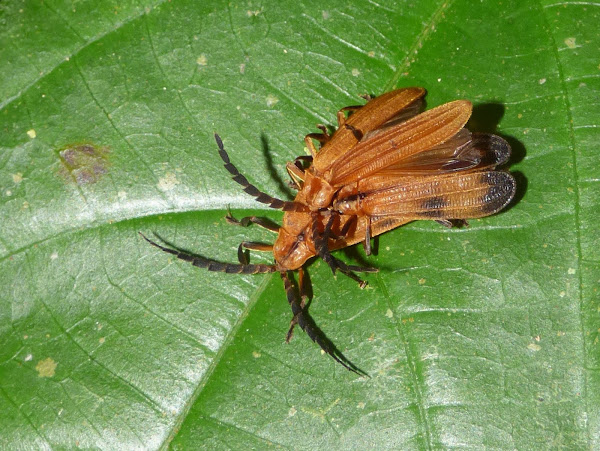 Net winged beetles matting | Project Noah