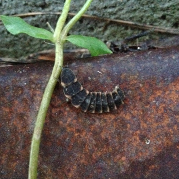 Firefly, larva | Project Noah