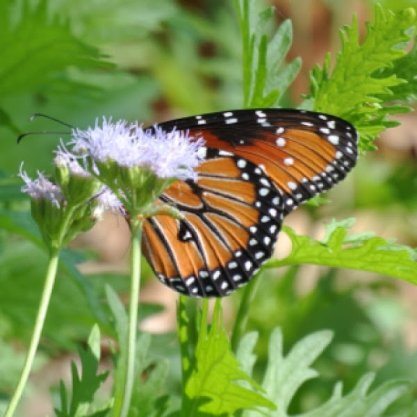 Queen | Project Noah