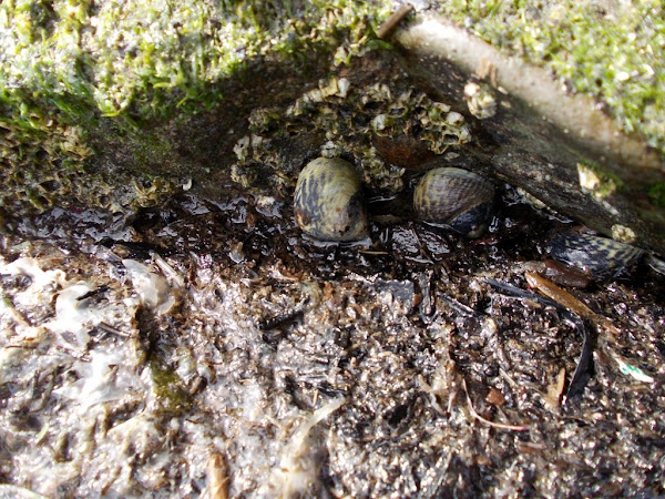 Mudflat top shell | Project Noah