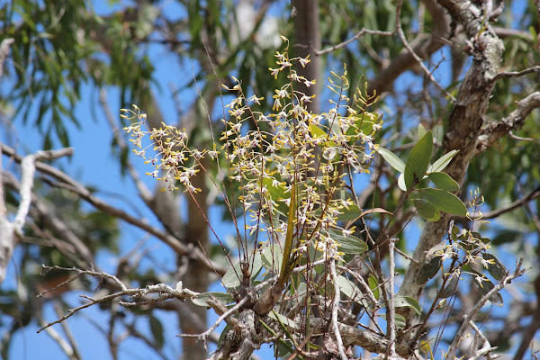 Tea Tree Orchid | Project Noah