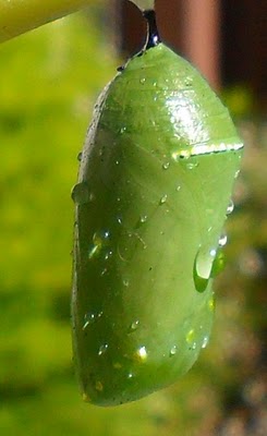 Monarch Chrysalis | Project Noah