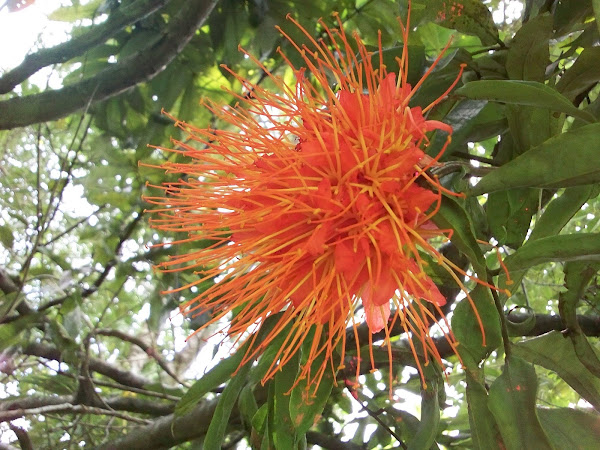 Panama Flame Tree | Project Noah