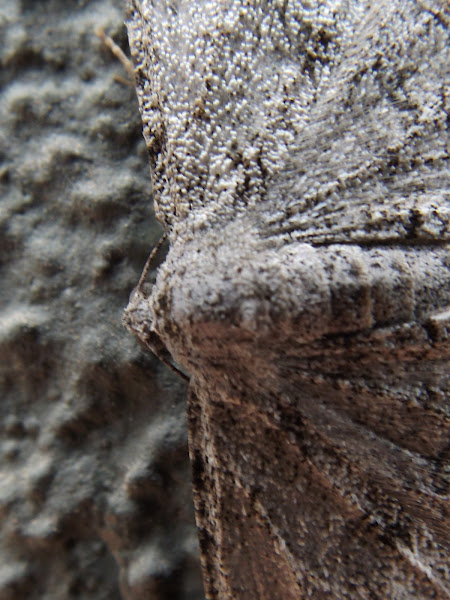 Common Gray Moth | Project Noah