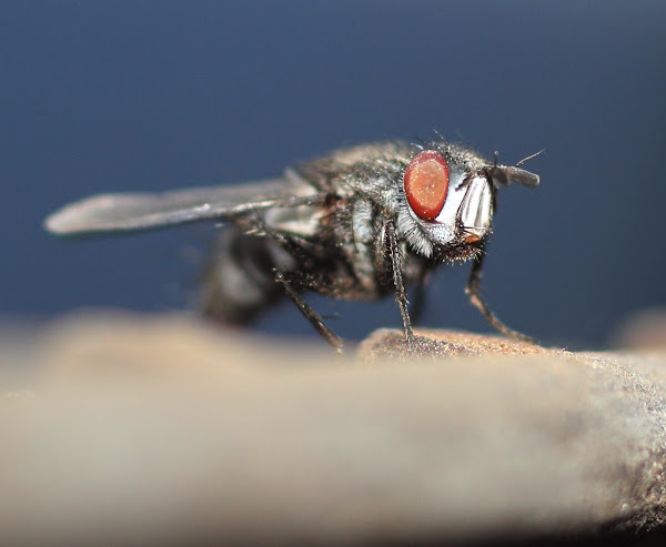Flesh Fly | Project Noah
